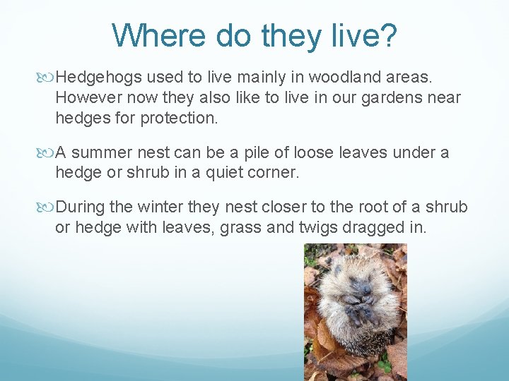 Design a safe environment for a hedgehog About