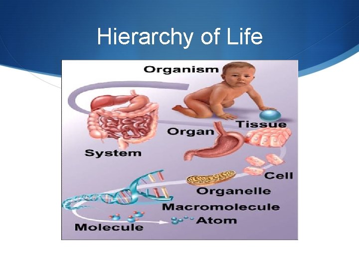 Biology What are the parts S Biological Components