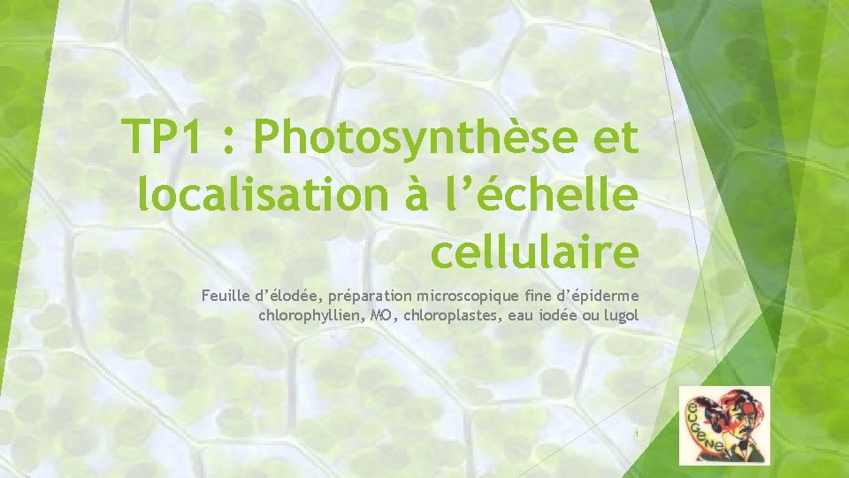 TP 1 Photosynthse et localisation lchelle cellulaire Feuille
