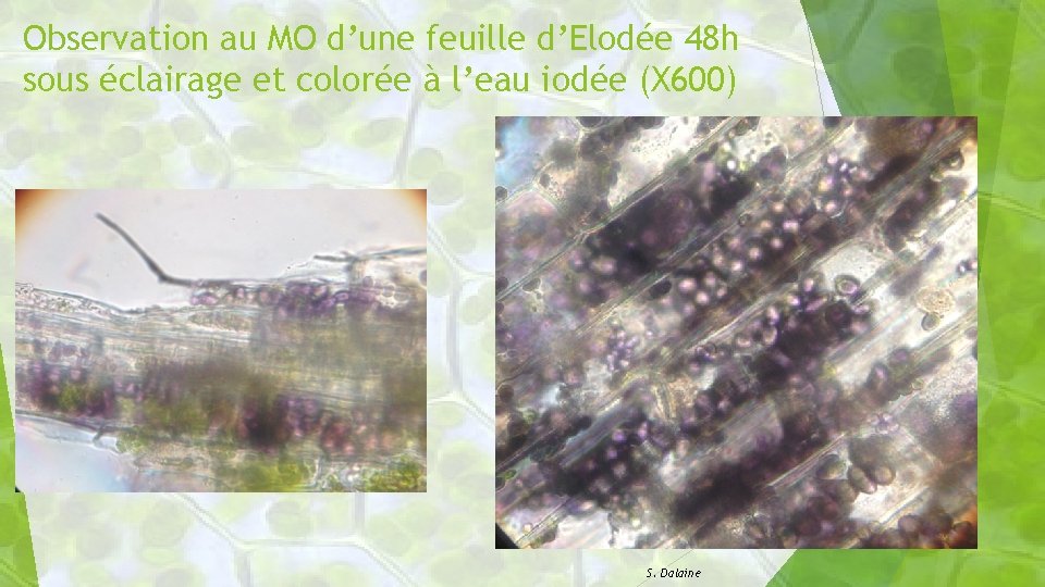 TP 1 Photosynthse et localisation lchelle cellulaire Feuille