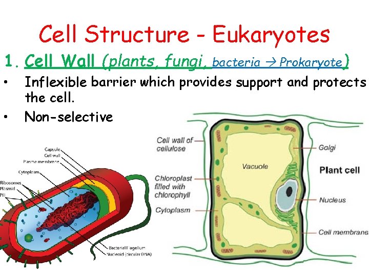 Cell Structure Eukaryotes 1 Cell Wall plants fungi