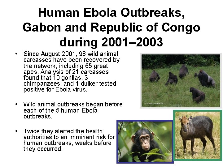 Wild Animal Diseases Investigation Ebola Sompoth Weerakhun Department