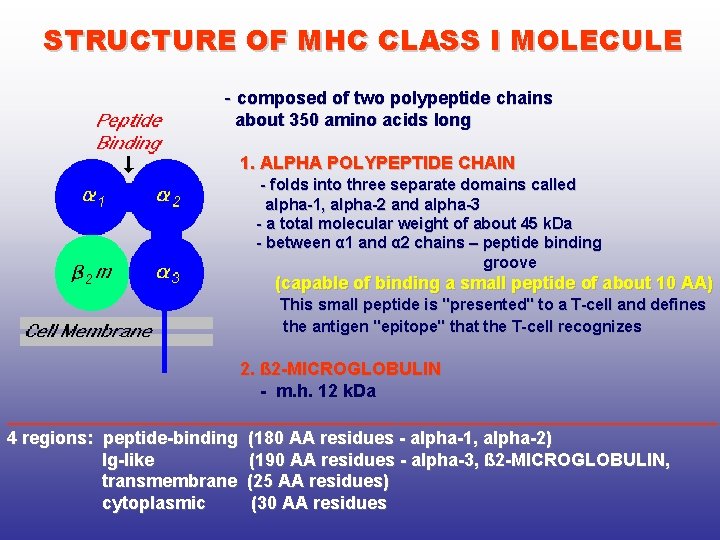 MAJOR HISTOCOMPATIBILITY COMPLEX is a set of molecules
