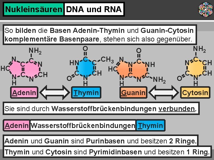 Nukleinsuren DNA und RNA Natrliche Nukleinsuren DNA und