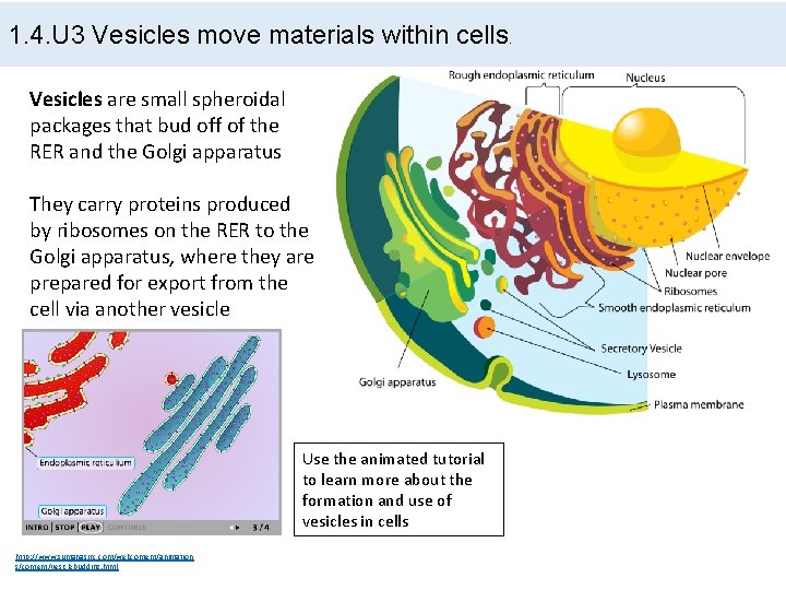 1 4 Membrane transport Part 2 Essential idea