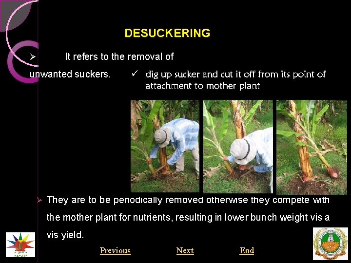 DESUCKERING AND MATTOCKING IN BANANA Next End DESUCKERING