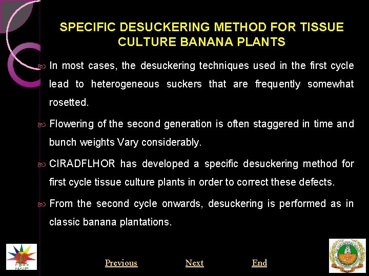 DESUCKERING AND MATTOCKING IN BANANA Next End DESUCKERING