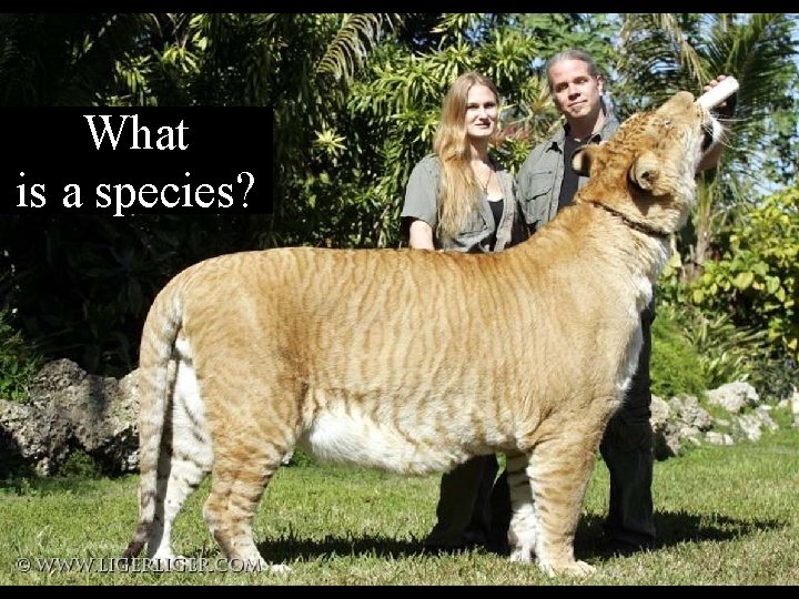 What is a species What is a liger