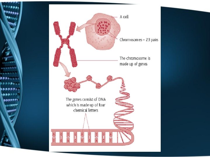Chapter 4 Section 3 continued Genes Importance of