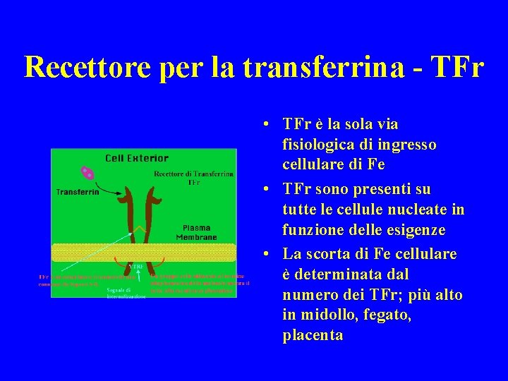 METABOLISMO DEL FERRO G C Guidi Anemia Classificazione
