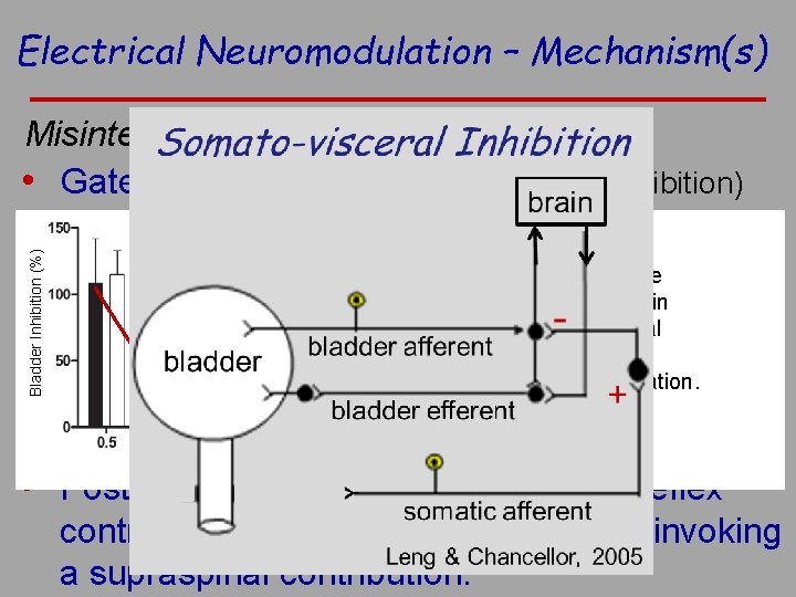 Pelvic Visceral Pain Basic Science and Neuromodulation G