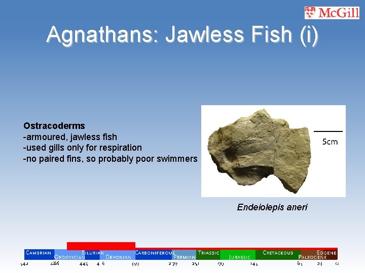 Vertebrate Evolution Torsten Bernhardt Redpath Museum Mc Gill