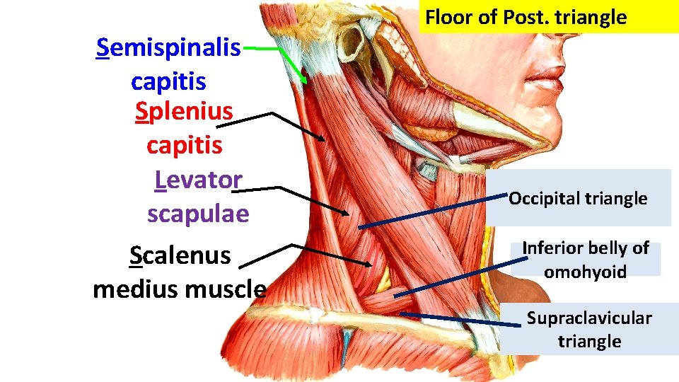 Posterior Triangle Sternomastoid Sternocleidomastoid Cleido clavicle ...