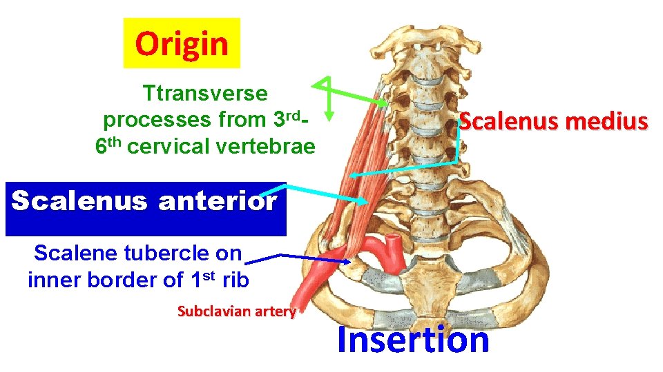 Posterior Triangle Sternomastoid Sternocleidomastoid Cleido clavicle ...