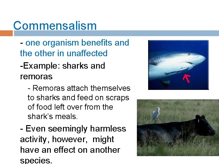 CHAPTER 8 UNDERSTANDING POPULATIONS Section 2 How Species