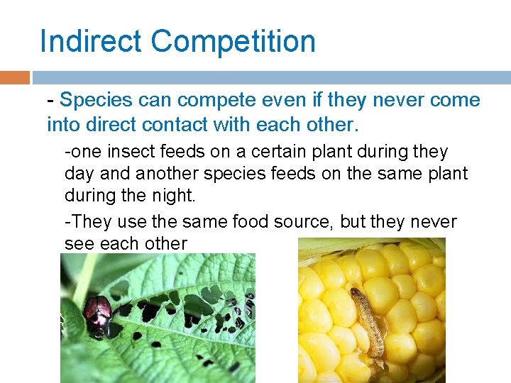 CHAPTER 8 UNDERSTANDING POPULATIONS Section 2 How Species