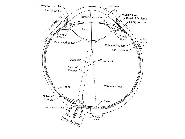 Sensation to Perception The Visual System A Kent