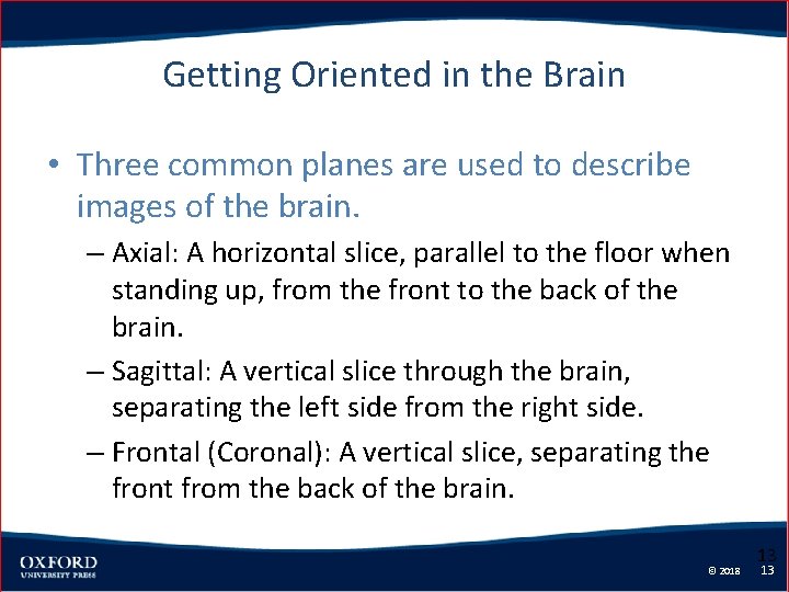 2 The Brain and Nervous System Cognitive Neuroscience