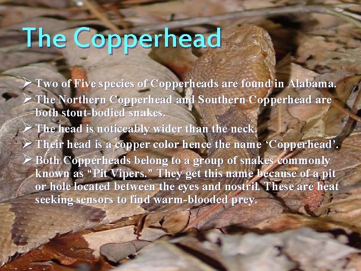 Snakes In Little River Canyon National Preserve Timber