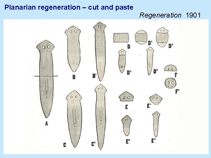 Regeneration is Engineering Too or why morphogenesis matters