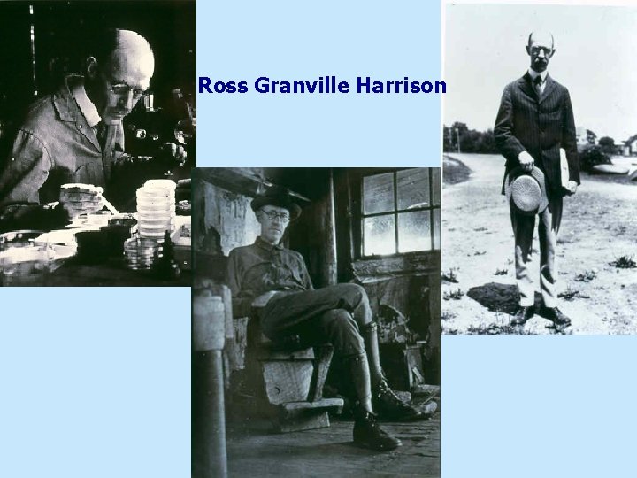 Regeneration is Engineering Too or why morphogenesis matters