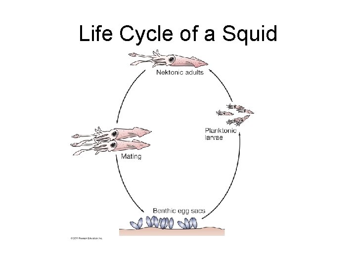 Ocean and Science Chapter 11 Marine Life and