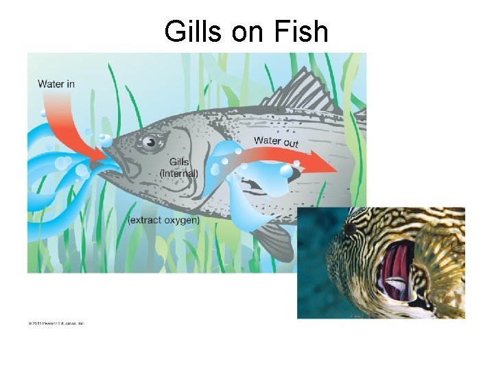 Ocean and Science Chapter 11 Marine Life and