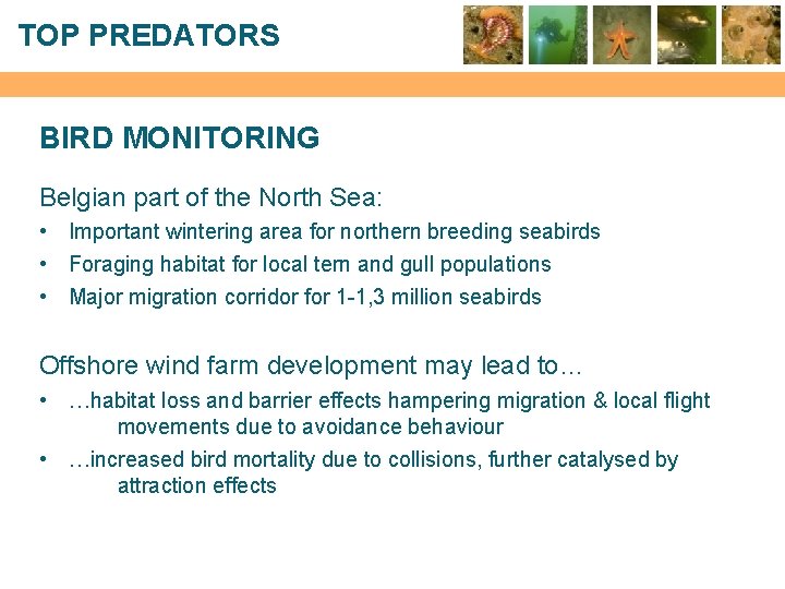 MONITORING ENVIRONMENTAL IMPACTS OF OFFSHORE WIND FARMS IN