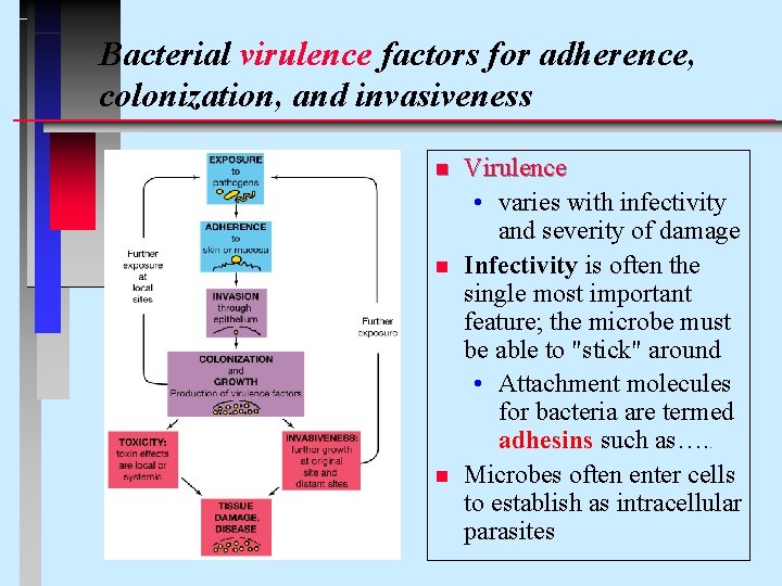 Pathogenicity n What makes some bacteria dangerous Disease
