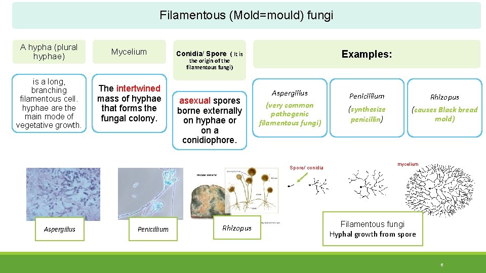microbiology LECTURE IMPORTANT DOCTORS NOTES EXTRA INFORMATION FUNGI