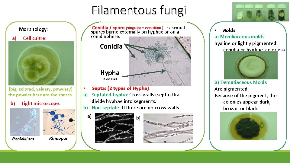 microbiology LECTURE IMPORTANT DOCTORS NOTES EXTRA INFORMATION FUNGI