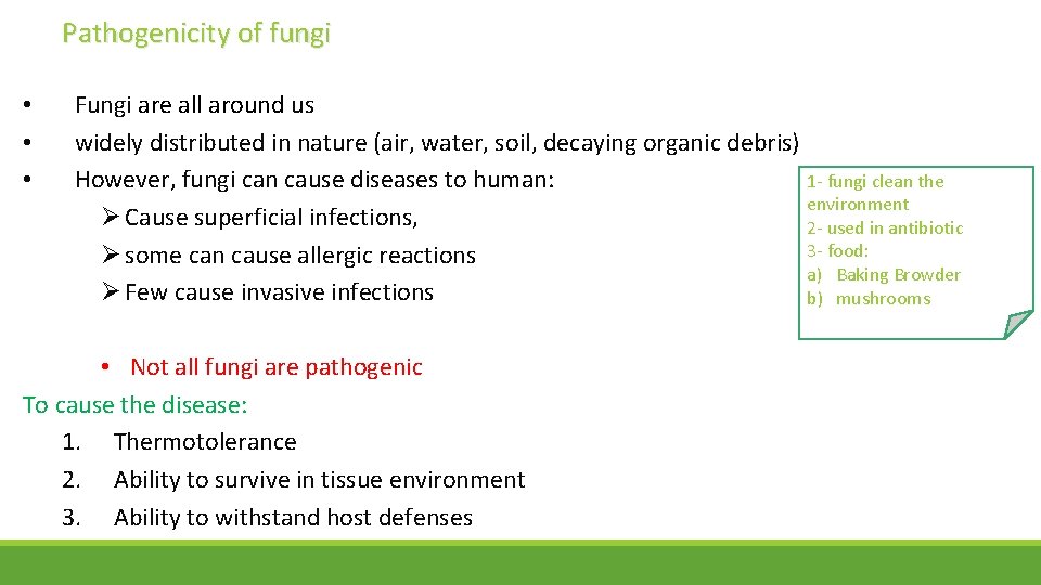 microbiology LECTURE IMPORTANT DOCTORS NOTES EXTRA INFORMATION FUNGI