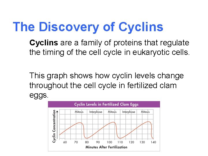 Lesson Overview 10 3 Regulating the Cell Cycle