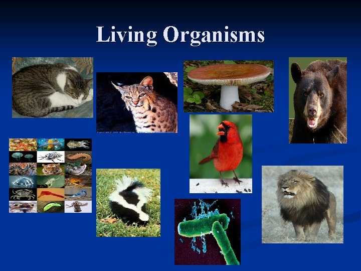 CLASSIFICATION NEED TO KNOW VOCABULARY n Eukaryote an