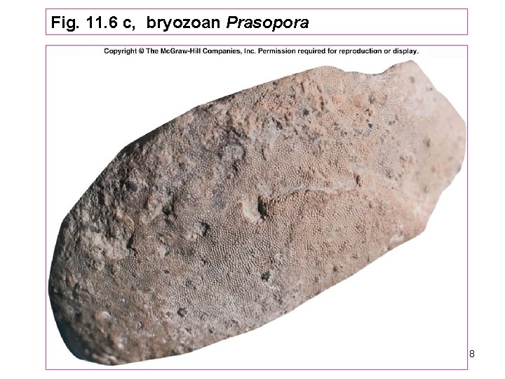 Chapter 11 The Later Ordovician The Ordovician period
