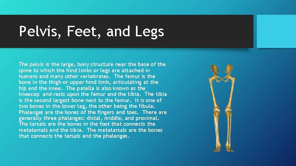 The Skeletal System By Daniel M Aidan Kelvin