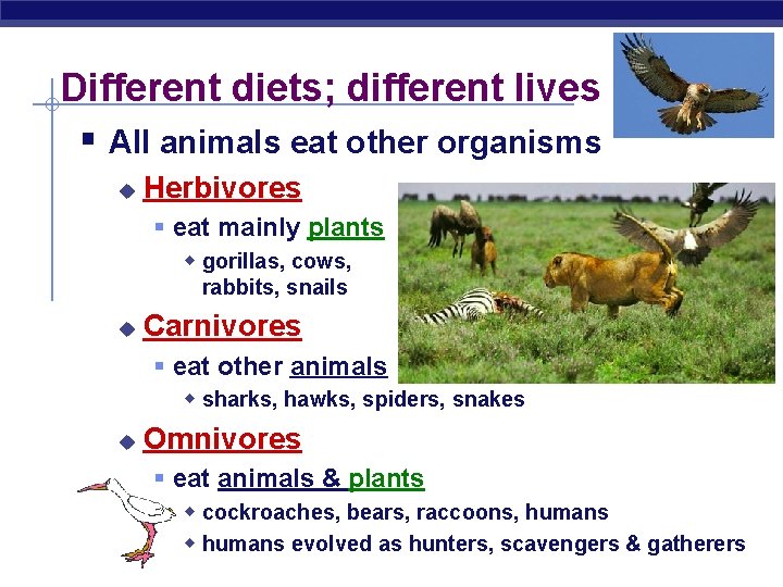 Animal Nutrition AP Biology What do animals need