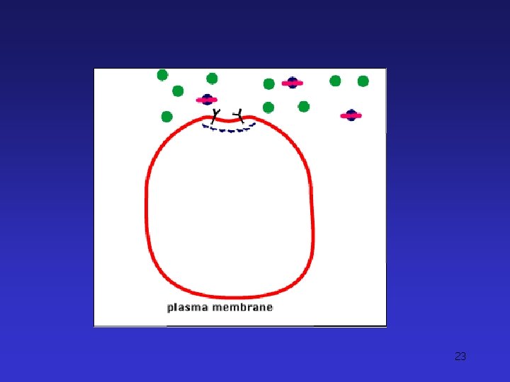 The Cell Membrane Gateway to the Cell 1