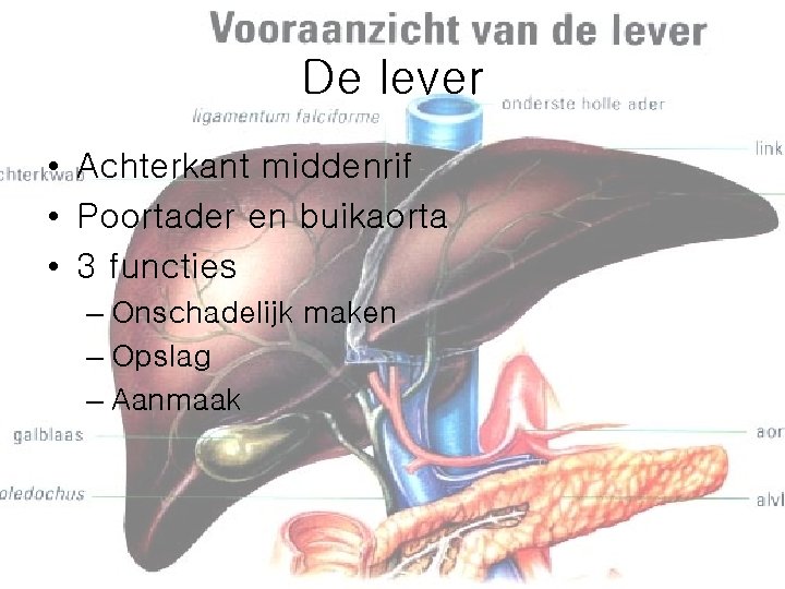 De lever en de nieren Door Serena Josien