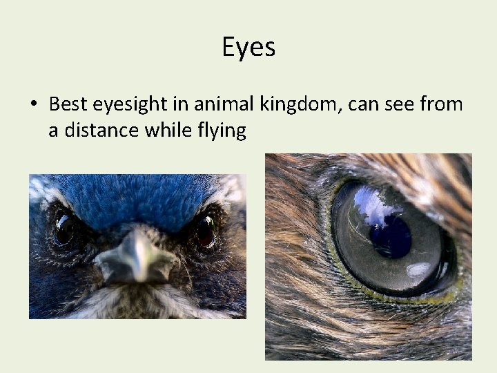 Bird Structure Senses Eyes Best eyesight in animal