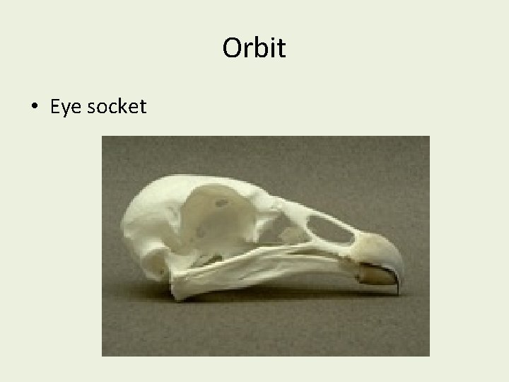 Bird Structure Senses Eyes Best eyesight in animal