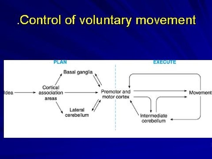 Tremors and involuntary Movements The basal ganglia Relation