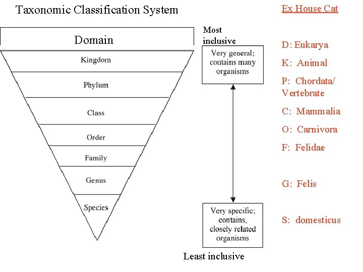 Taxonomy Science of naming organisms and assigning them