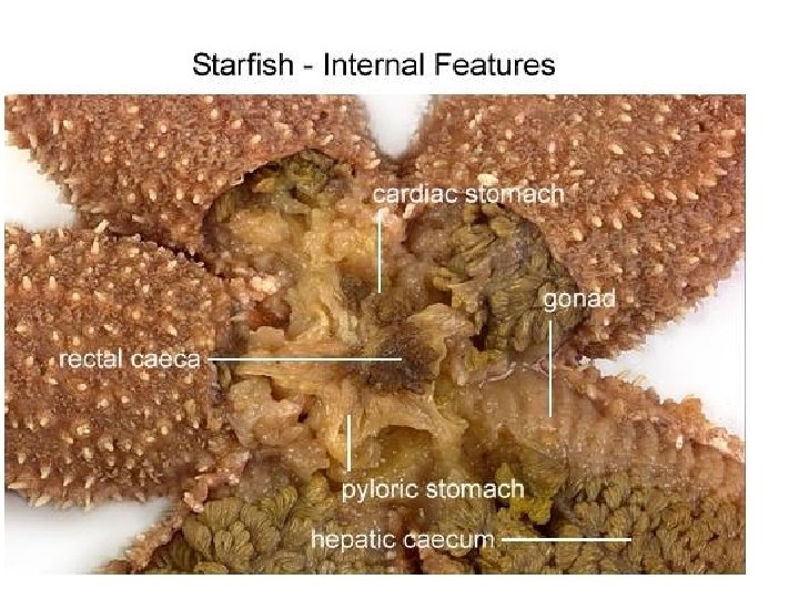 Starfish Dissection Phylum Echinodermata ABORAL VIEW TOP OF