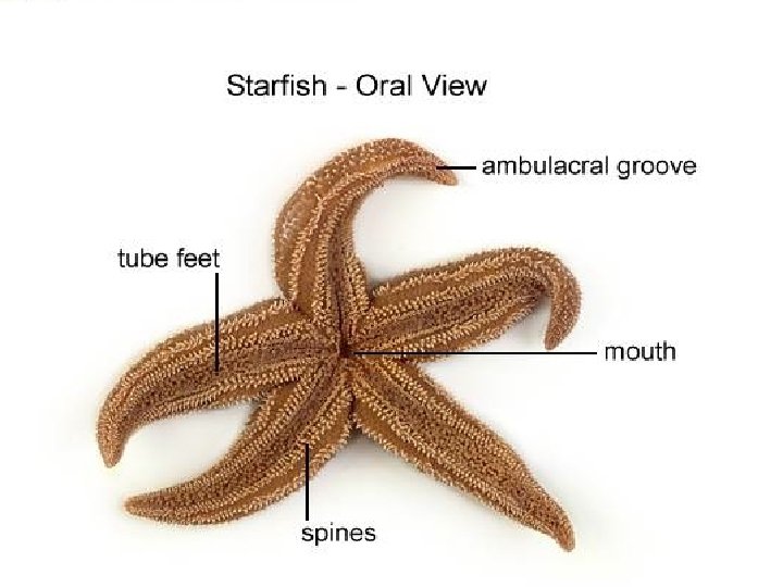 Starfish Dissection Phylum Echinodermata ABORAL VIEW TOP OF