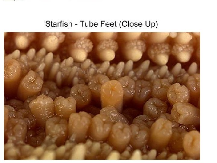 Starfish Dissection Phylum Echinodermata ABORAL VIEW TOP OF