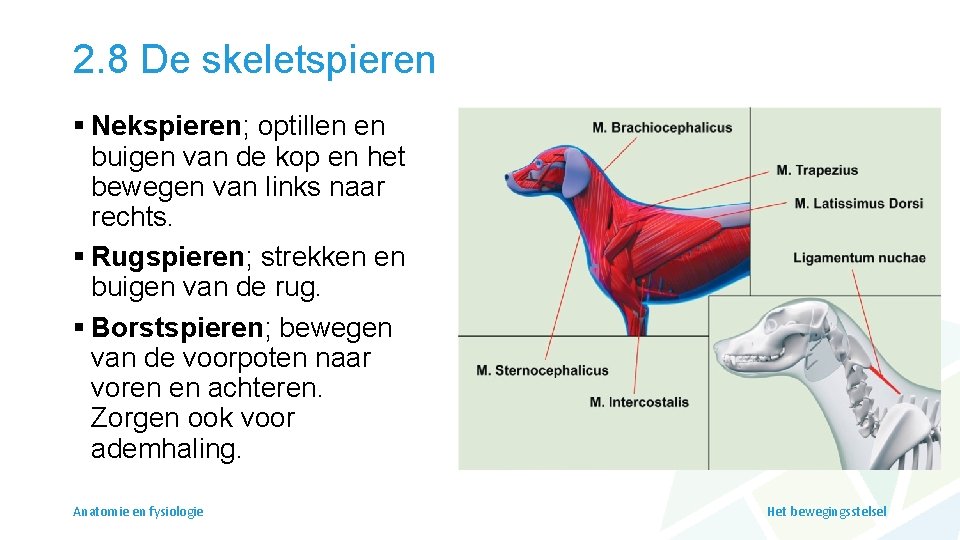 Module Anatomie en fysiologie Hoofdstuk 2 Het bewegingsstelsel