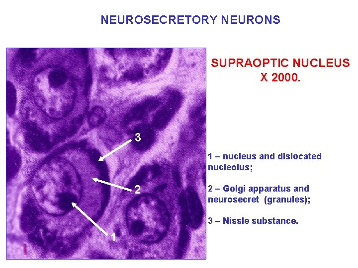 ENDOCRINE SYSTEM PART 1 Plan of the lecture