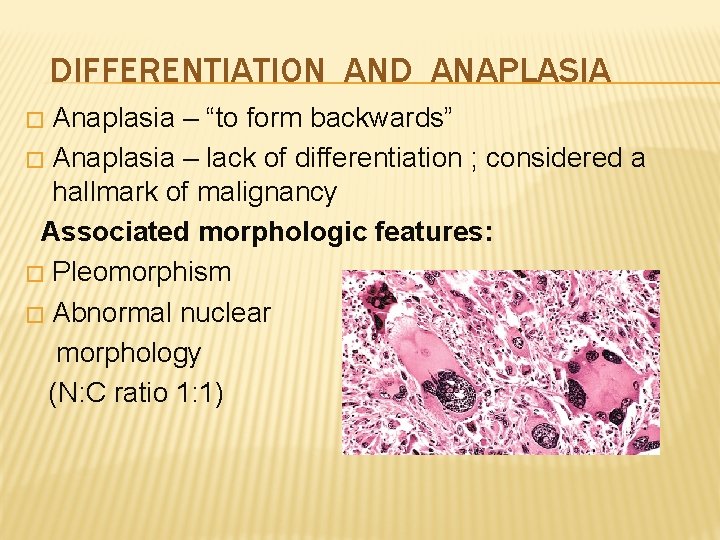 NEOPLASIA II CHARACTERISTICS OF BENIGN MALIGNANT TUMORS CHARACTERISTICS