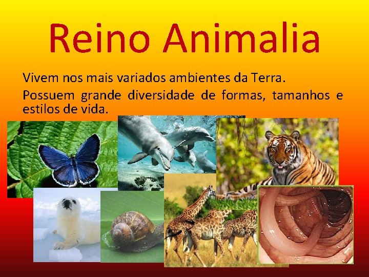 Reino Animalia Vivem nos mais variados ambientes da